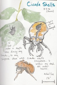 Rough Sketch – Cicada Shell – Let's Paint Nature!