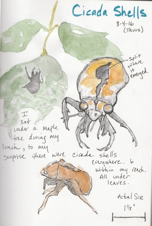 Rough Sketch – Cicada Shell – Let's Paint Nature!