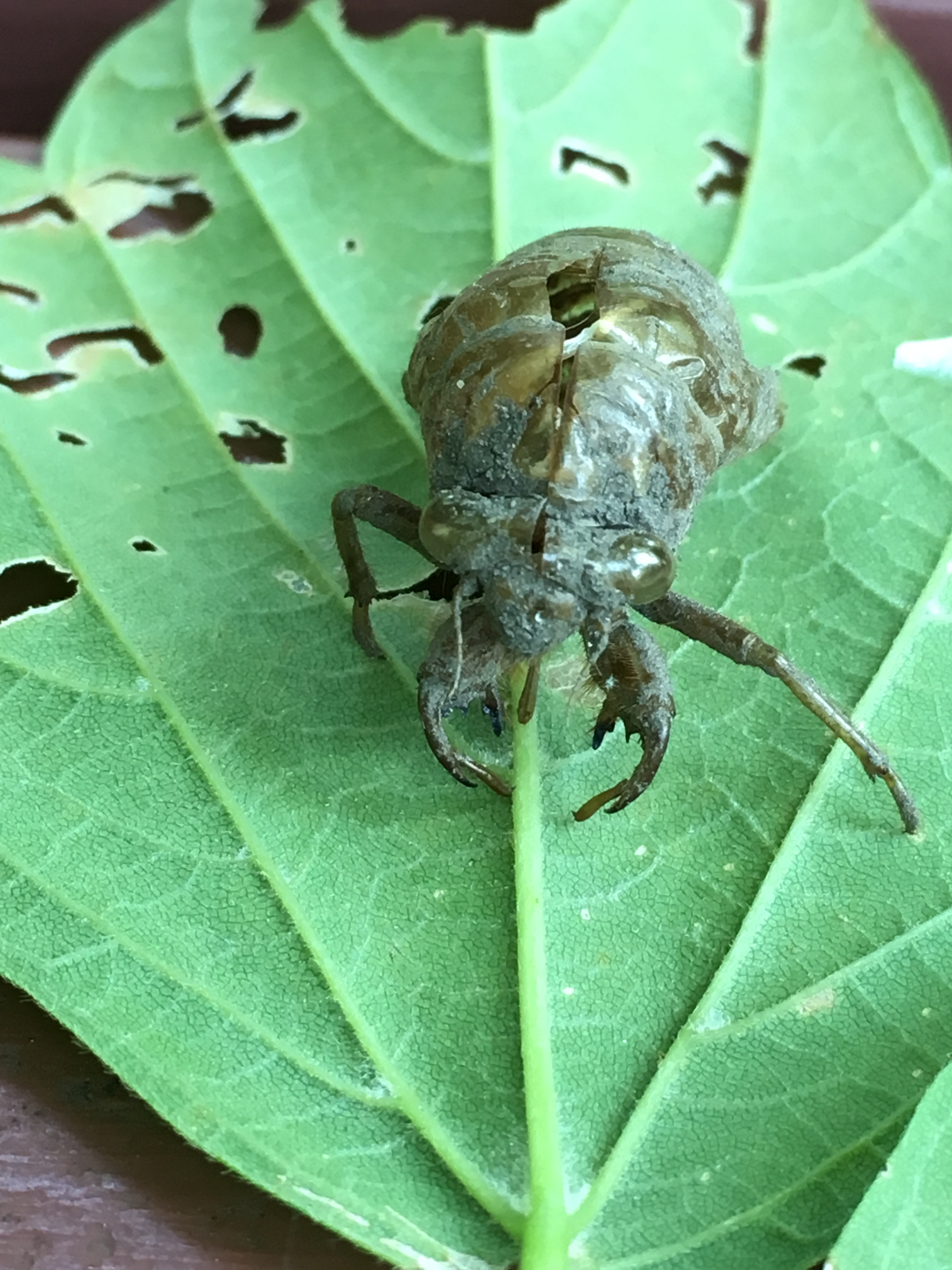 Rough Sketch – Cicada Shell – Let's Paint Nature!