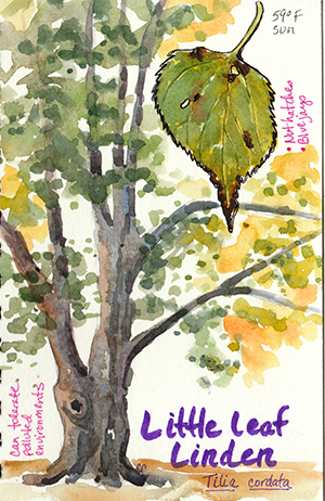 Little Leaved Linden and Nature Journal Club – 3 New Artists – Let's ...
