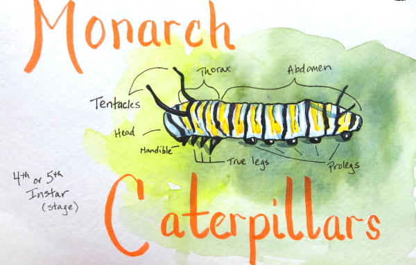 It was there and then it was gone – Monarch Caterpillar Watercolor ...