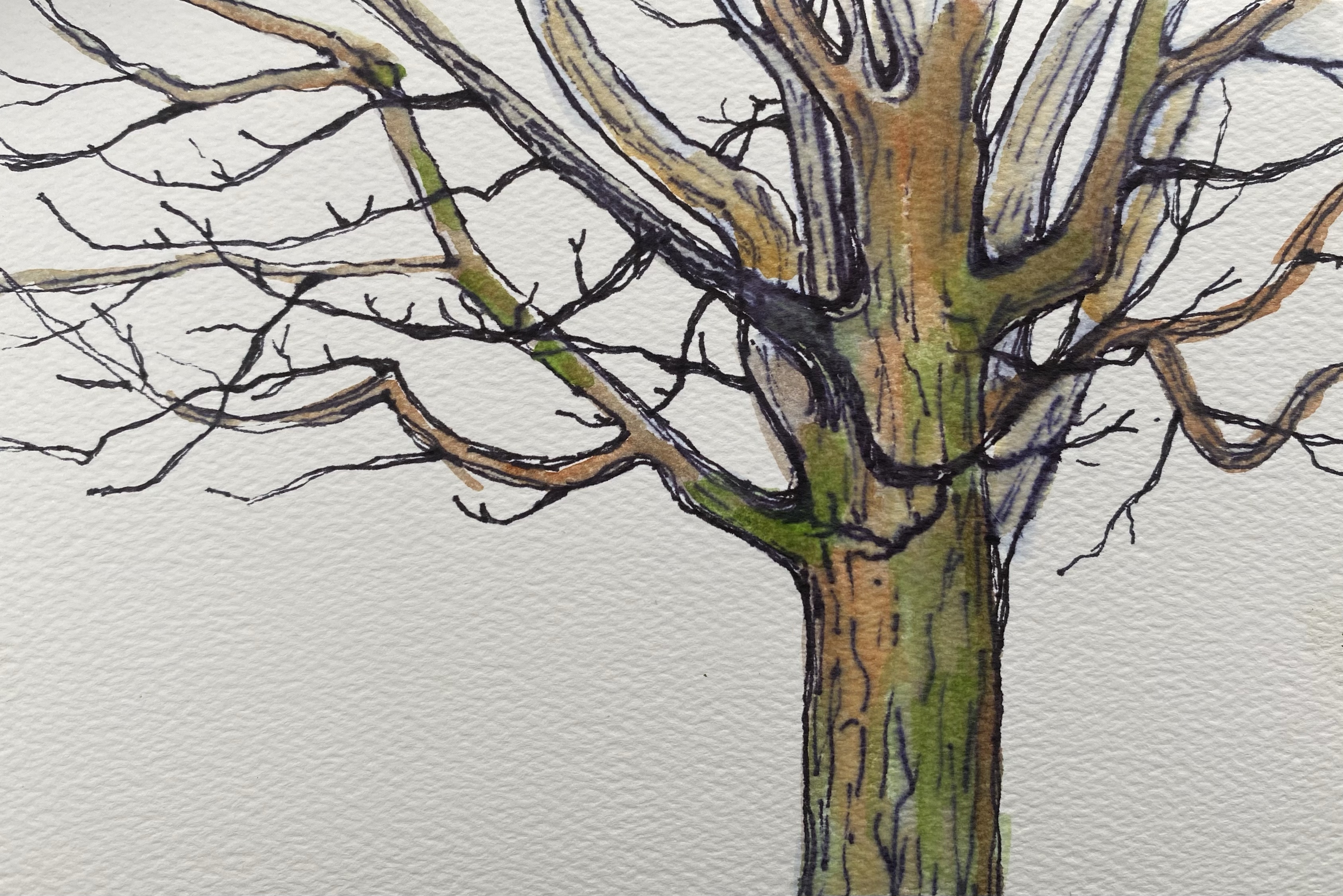 Parking Lot Winter Tree – Let's Paint Nature!