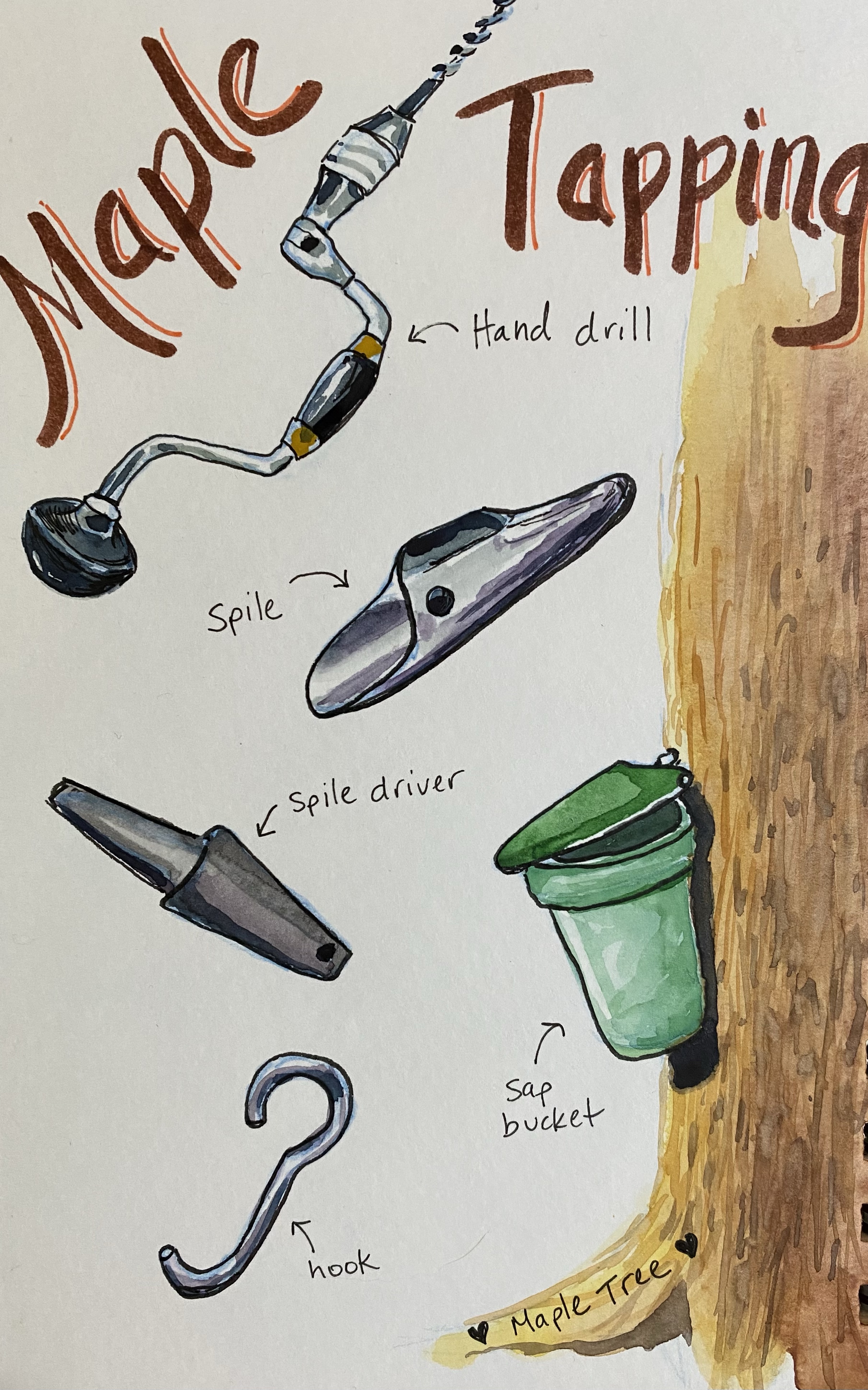 Maple Tapping Time – watercolor – Let's Paint Nature!