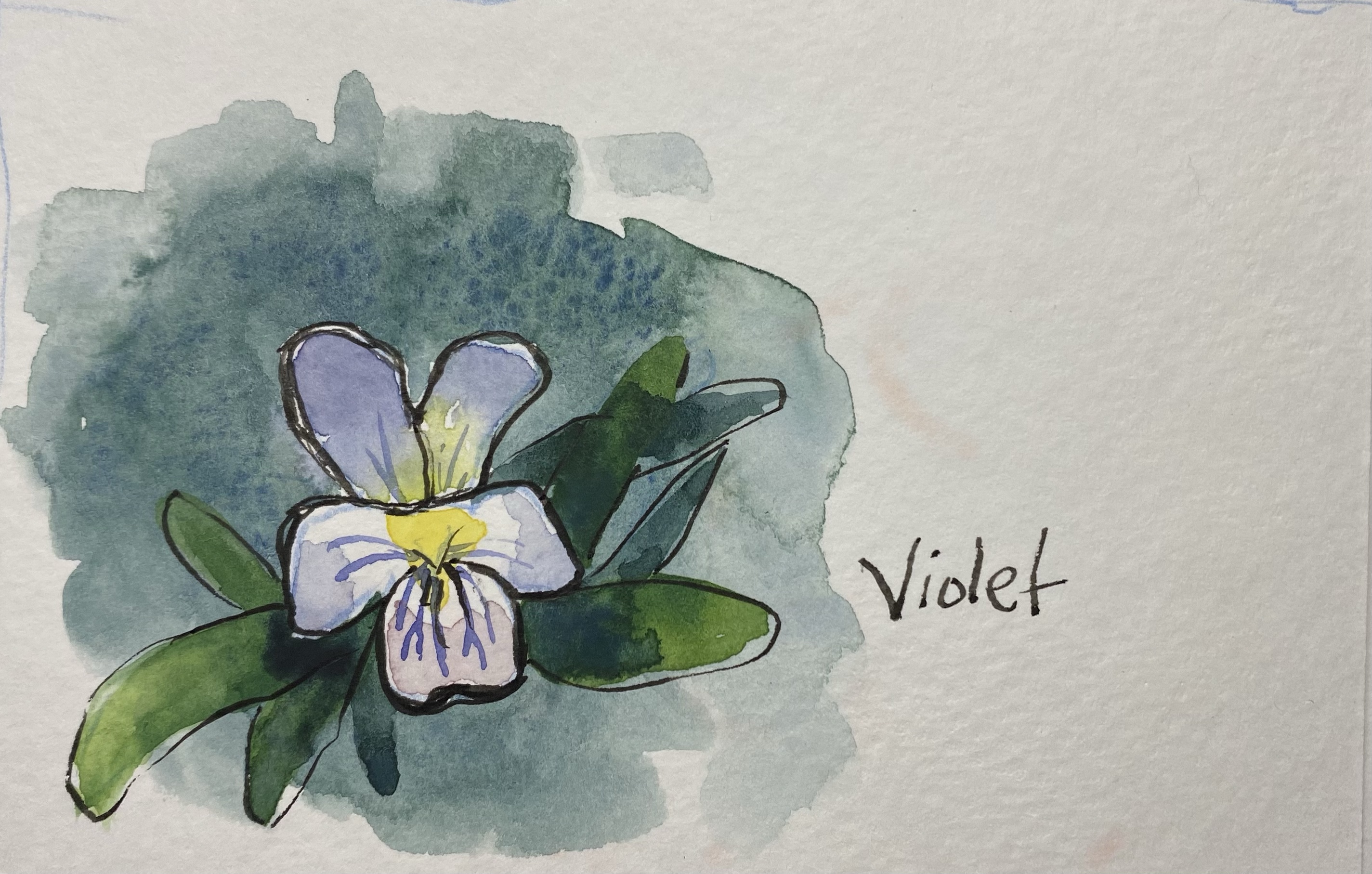 delicate native violet and garden stories – Let's Paint Nature!