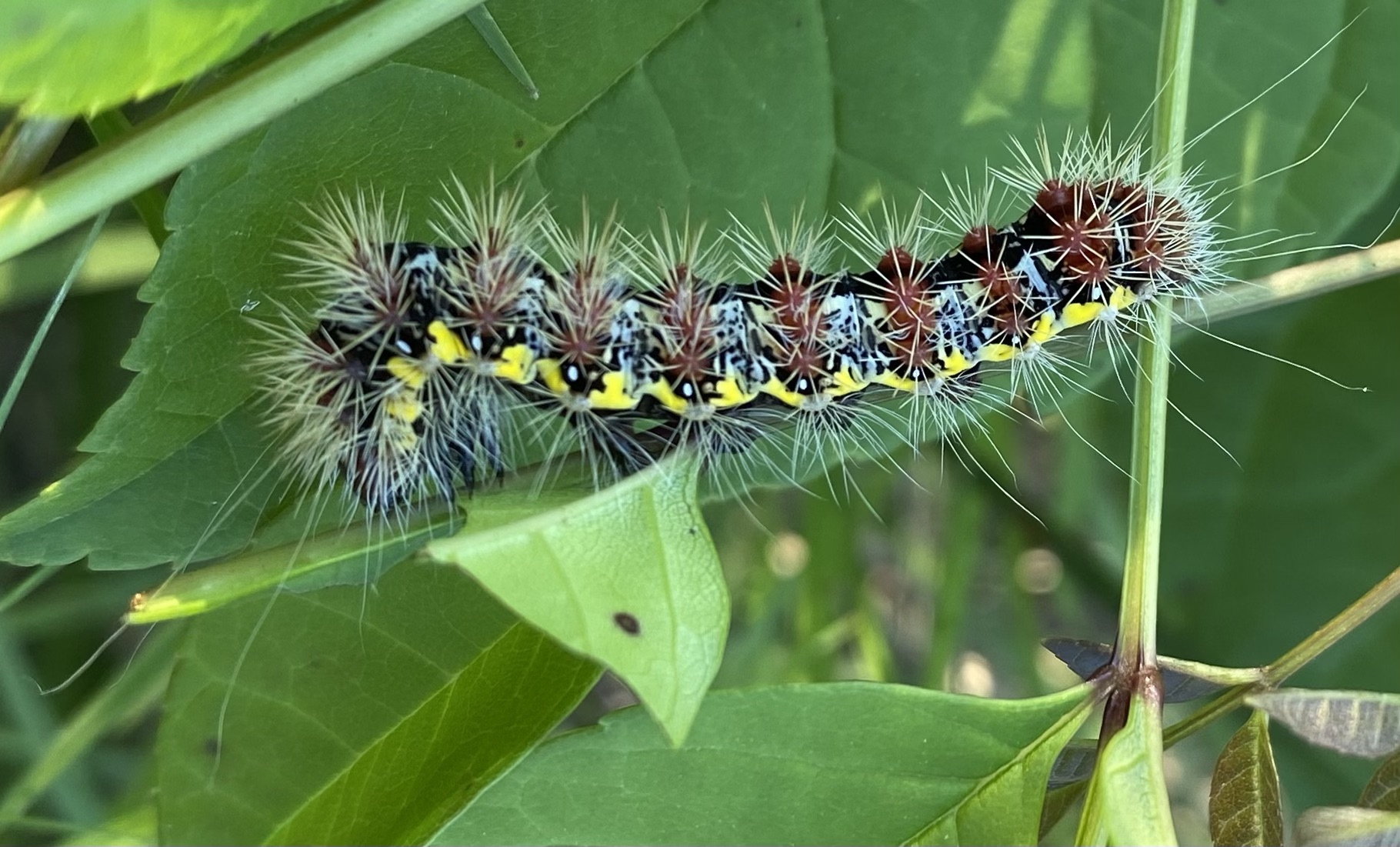 it’s caterpillar time – watercolor – Let's Paint Nature!